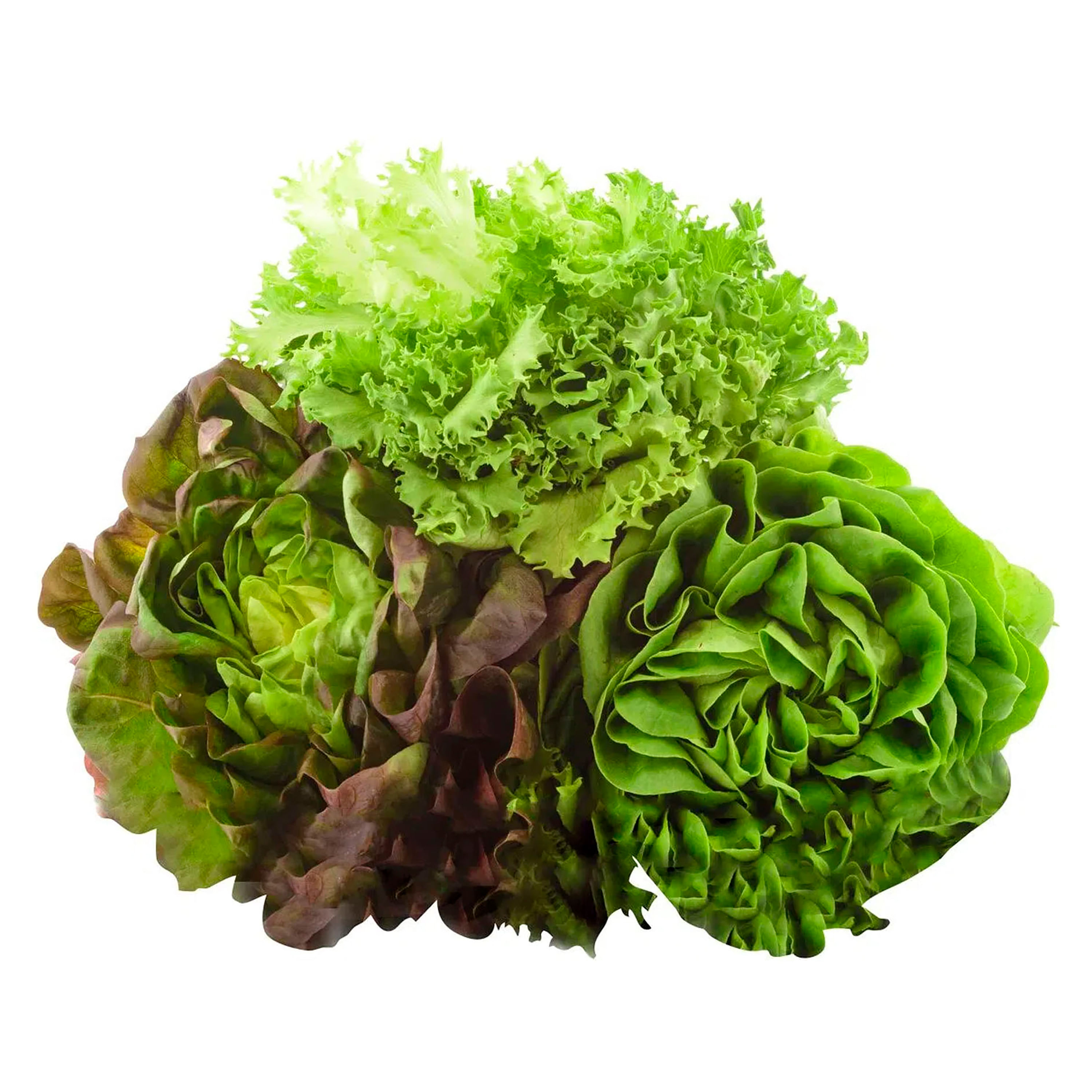 Comprar 3 Pack Lechuga Salanova Hidroponica - Unidad | Walmart Costa ...