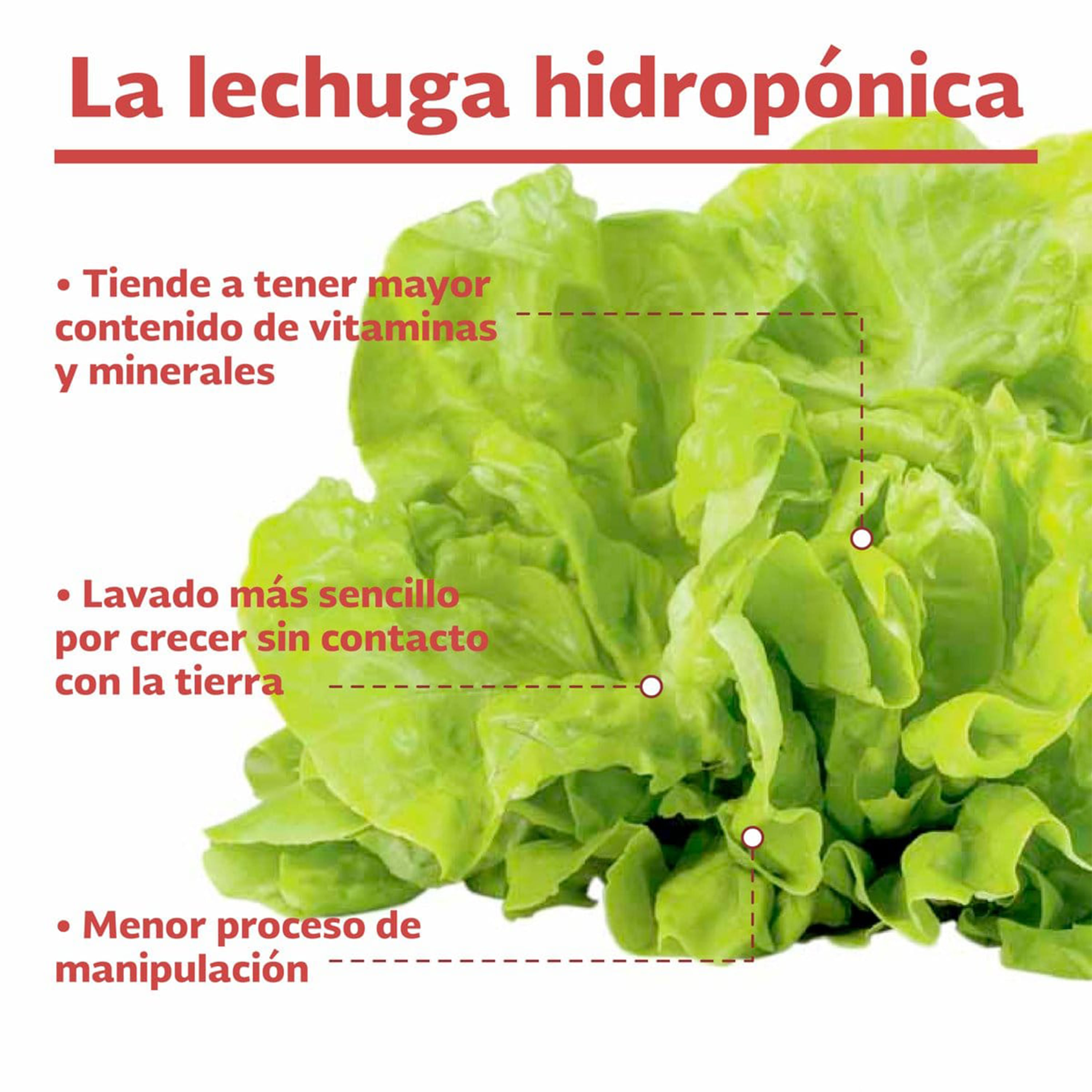 Comprar 3 Pack Lechuga Crespy Hidroponica | Walmart Costa Rica