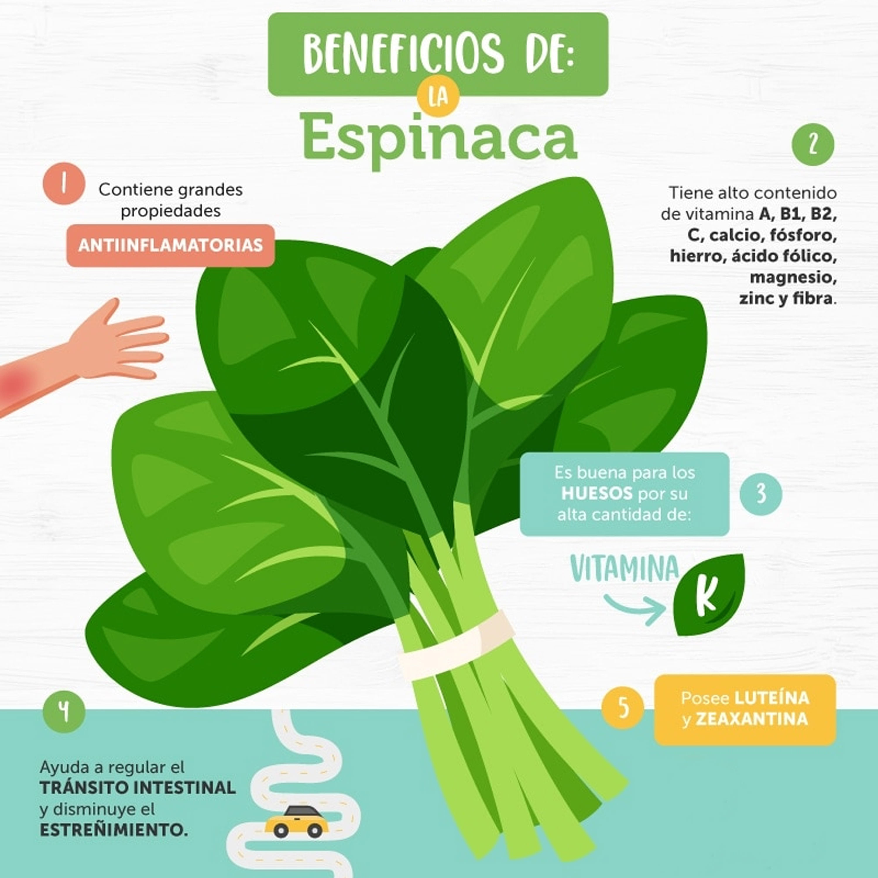 Comprar Espinaca -1 Unidad | Walmart Costa Rica - Walmart | Costa Rica